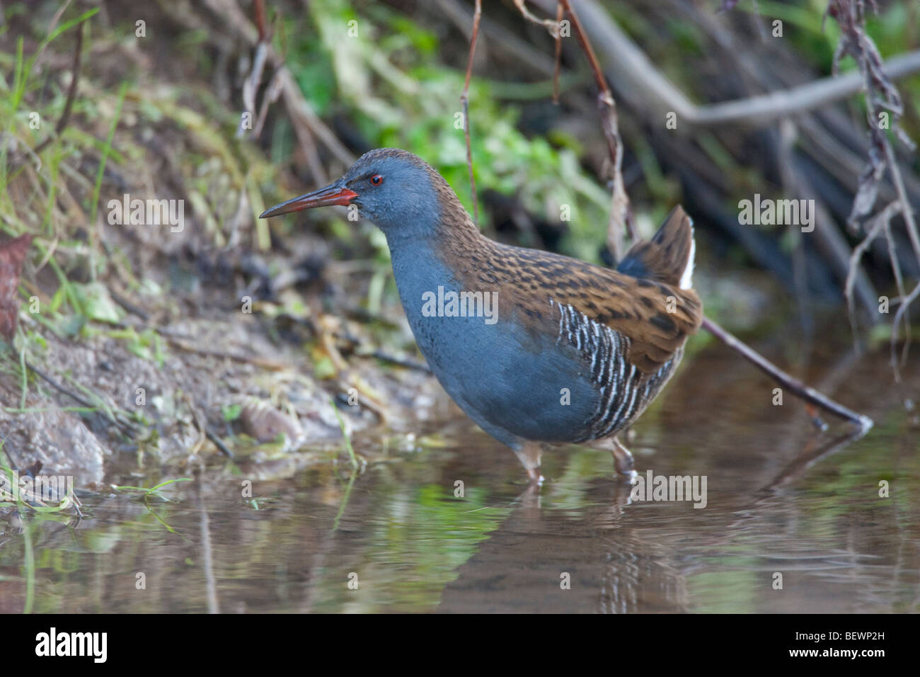 Rallus aquaticus - water rail Stock Photo - Alamy