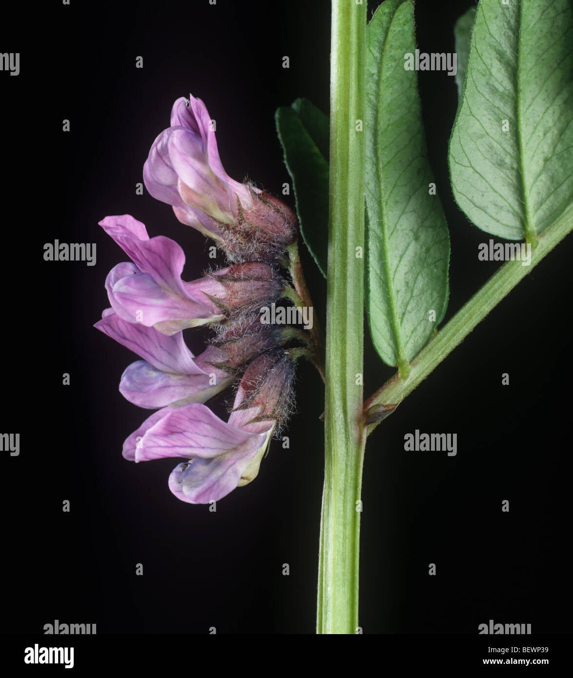 Bush vetch (Vicia sepium) flowers Stock Photo - Alamy