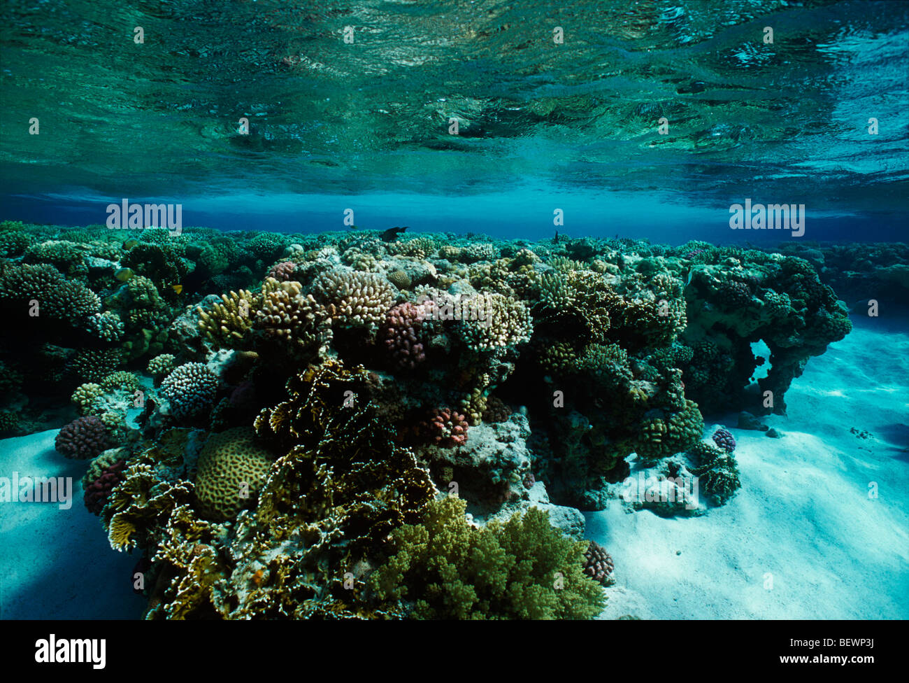 Coral at the bottom of the ocean hi-res stock photography and images ...