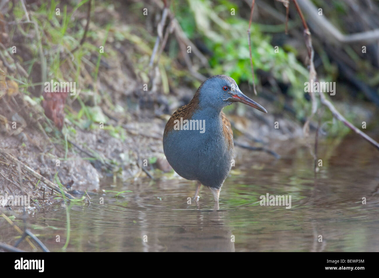 Rallus aquaticus - water rail Stock Photo - Alamy