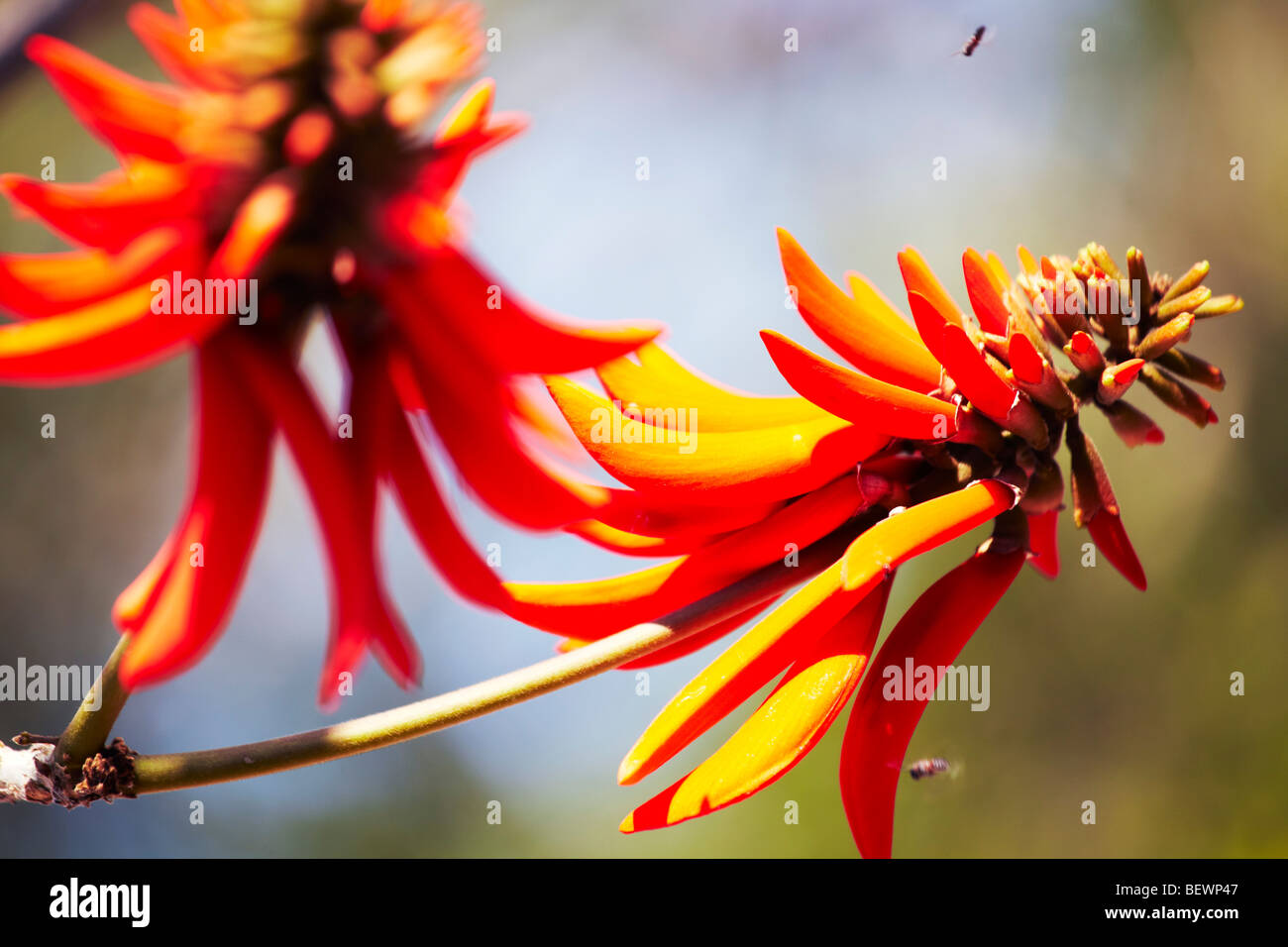Namibian flower hi-res stock photography and images - Alamy