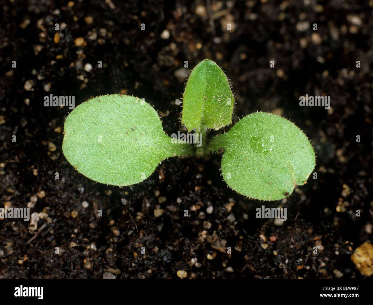 Nipplewort (Lapsana communis) seedling plant cotyledons, first true ...