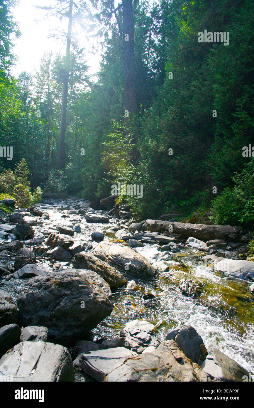 Stream river woodland trees hi-res stock photography and images - Alamy