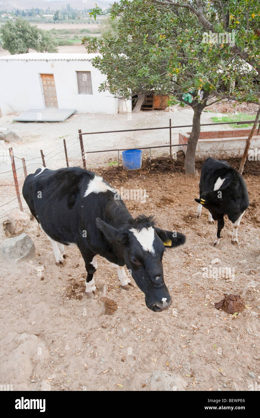 Cows in Turkey in a farm enclosure. Like many parts of the Mediteranean ...