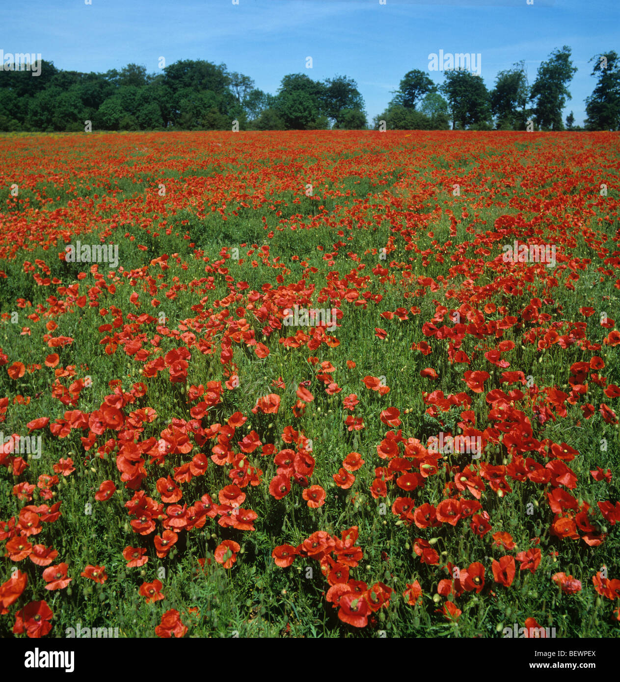 Red corn poppies (Papaver rhoeas) flowering in large numbers in a set ...