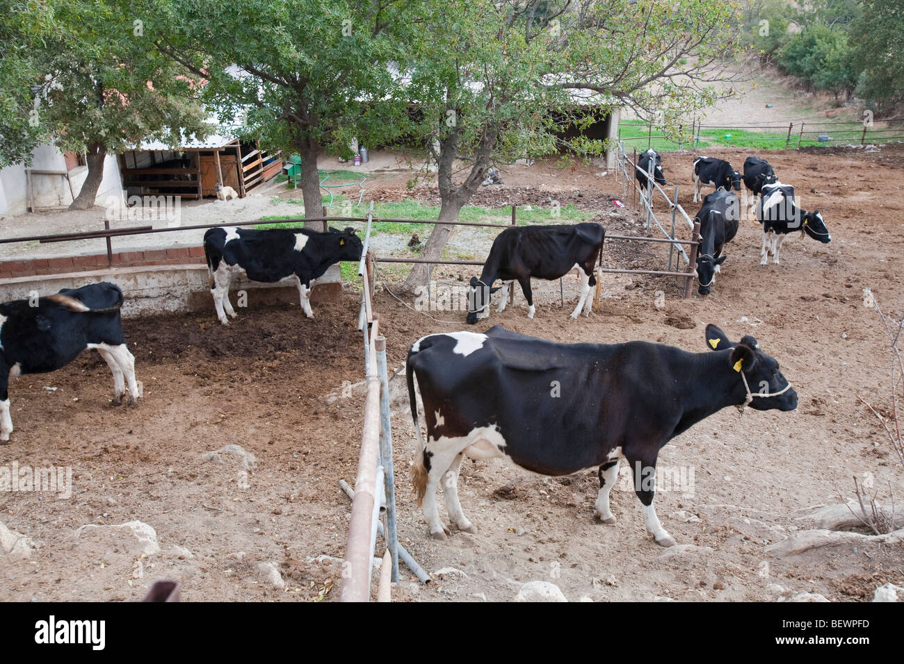 Cows in Turkey in a farm enclosure. Like many parts of the Mediteranean ...