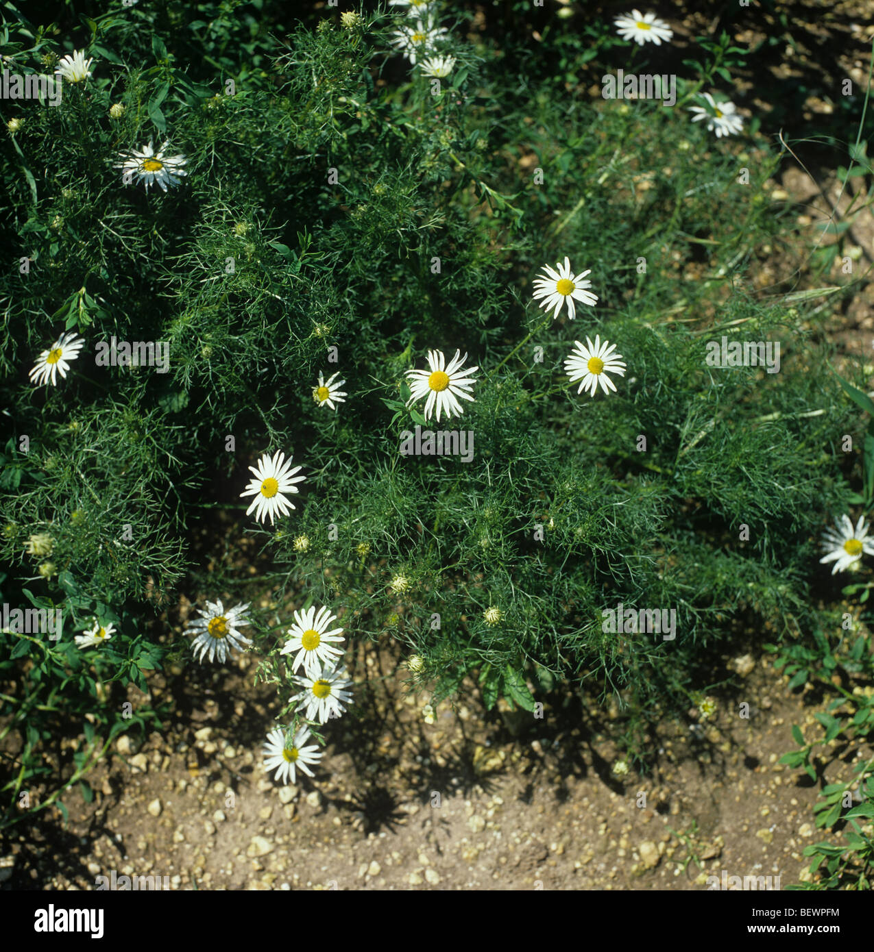 Scentless mayweed (Matricaria perforata) arable weed plant in flower ...