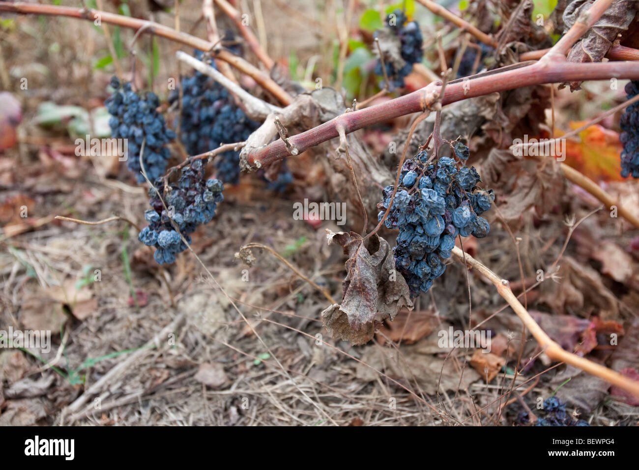Withered grape hi-res stock photography and images - Alamy