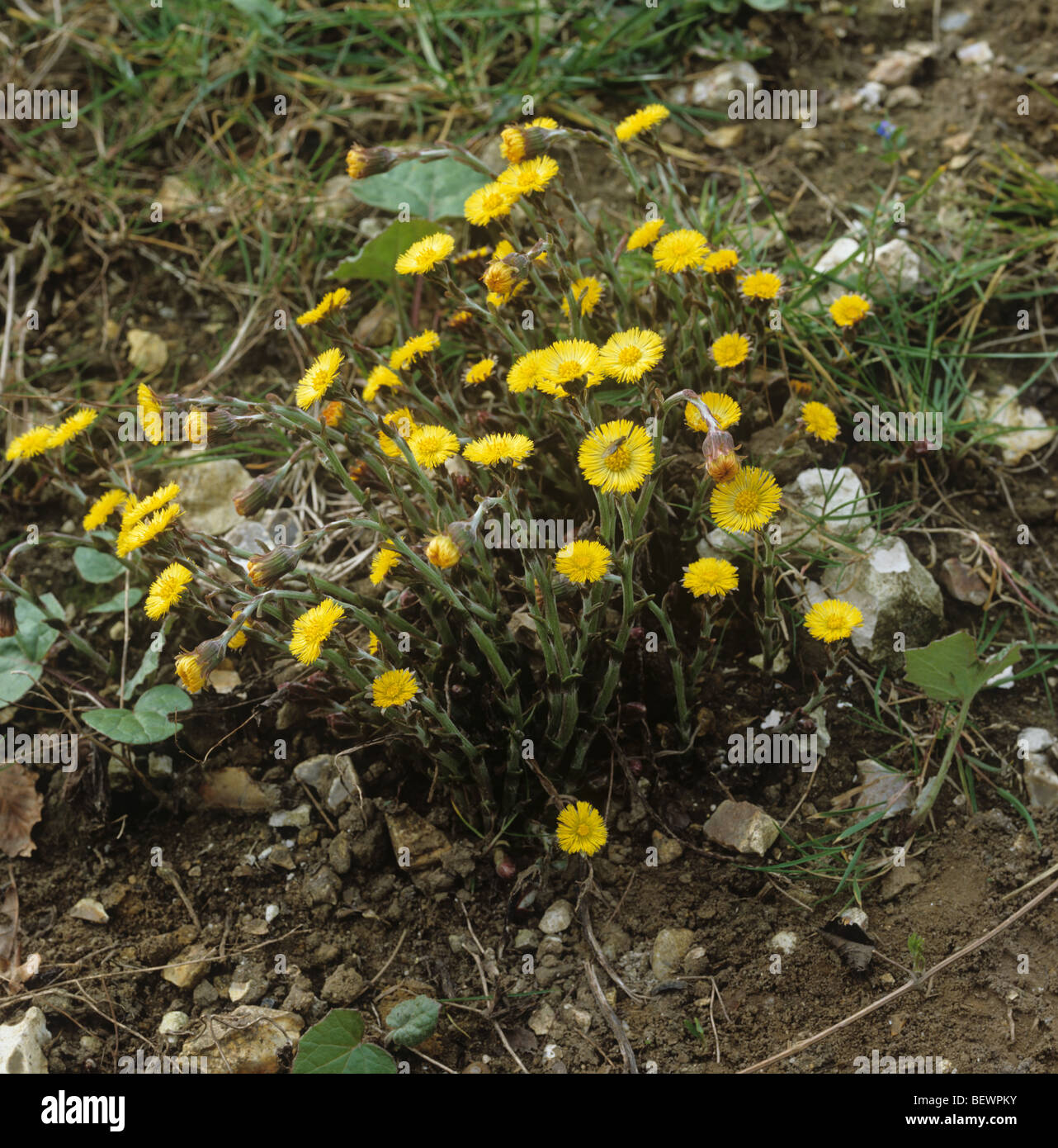 Coltsfoot hi-res stock photography and images - Alamy