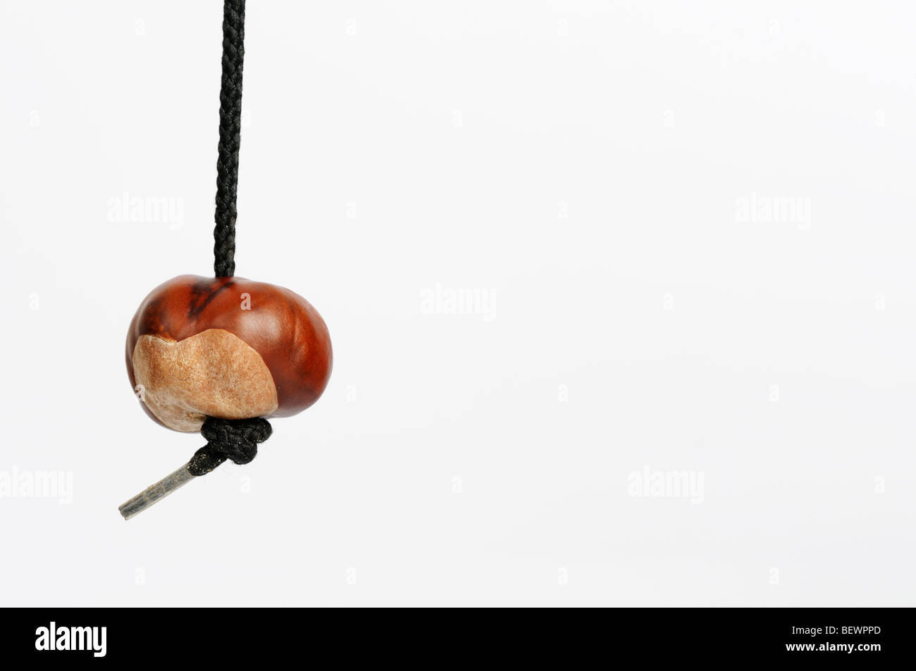 Conker hanging on string Cut Out Stock Images & Pictures - Alamy