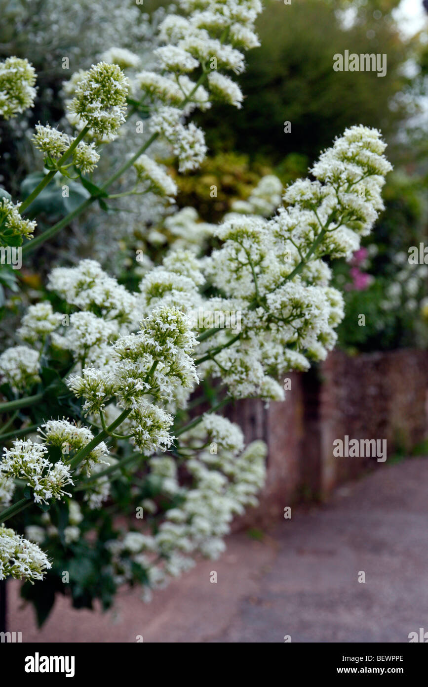 Centranthus ruber albus hi-res stock photography and images - Alamy