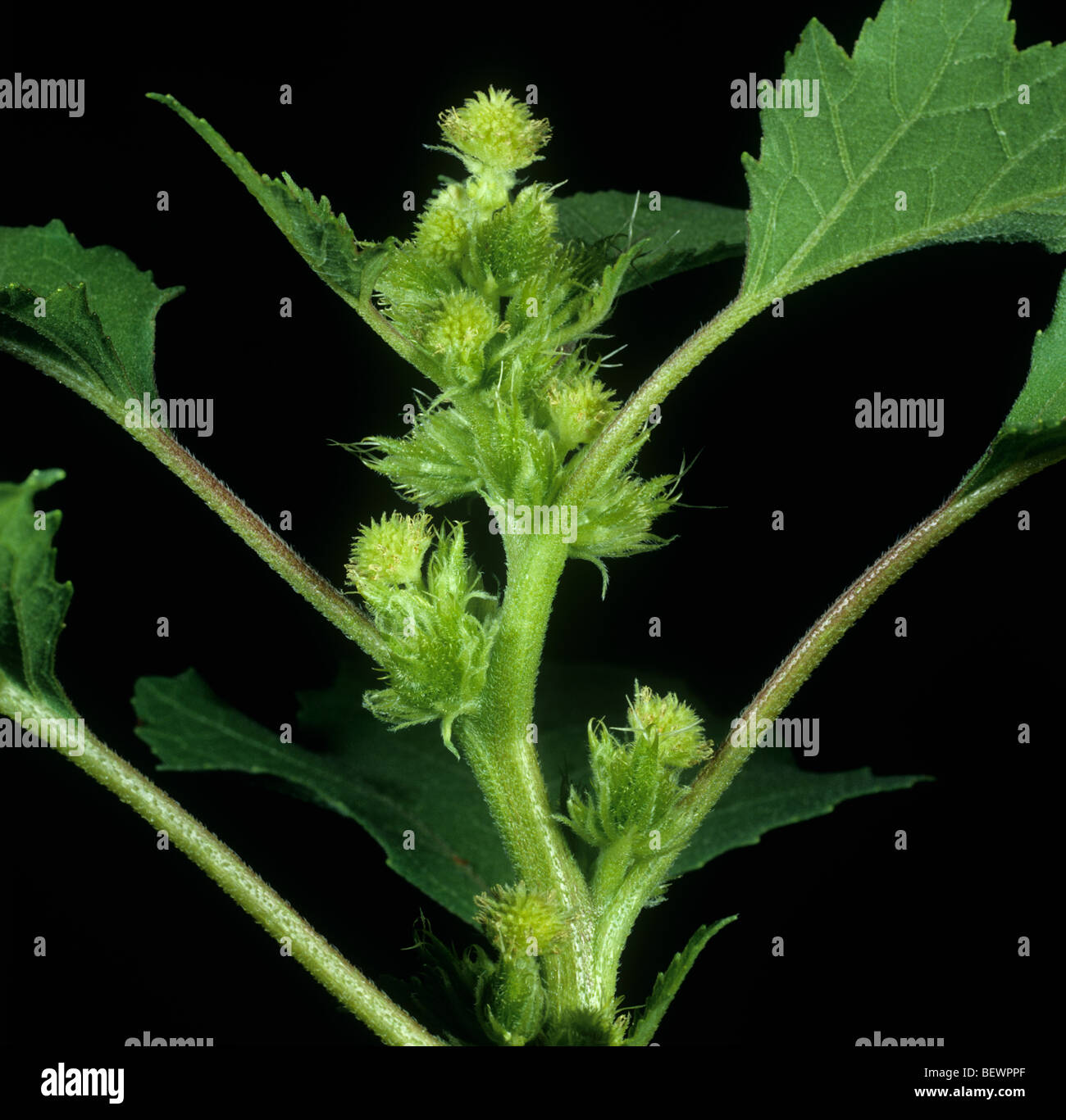 Xanthium pennsylvanicum hi-res stock photography and images - Alamy