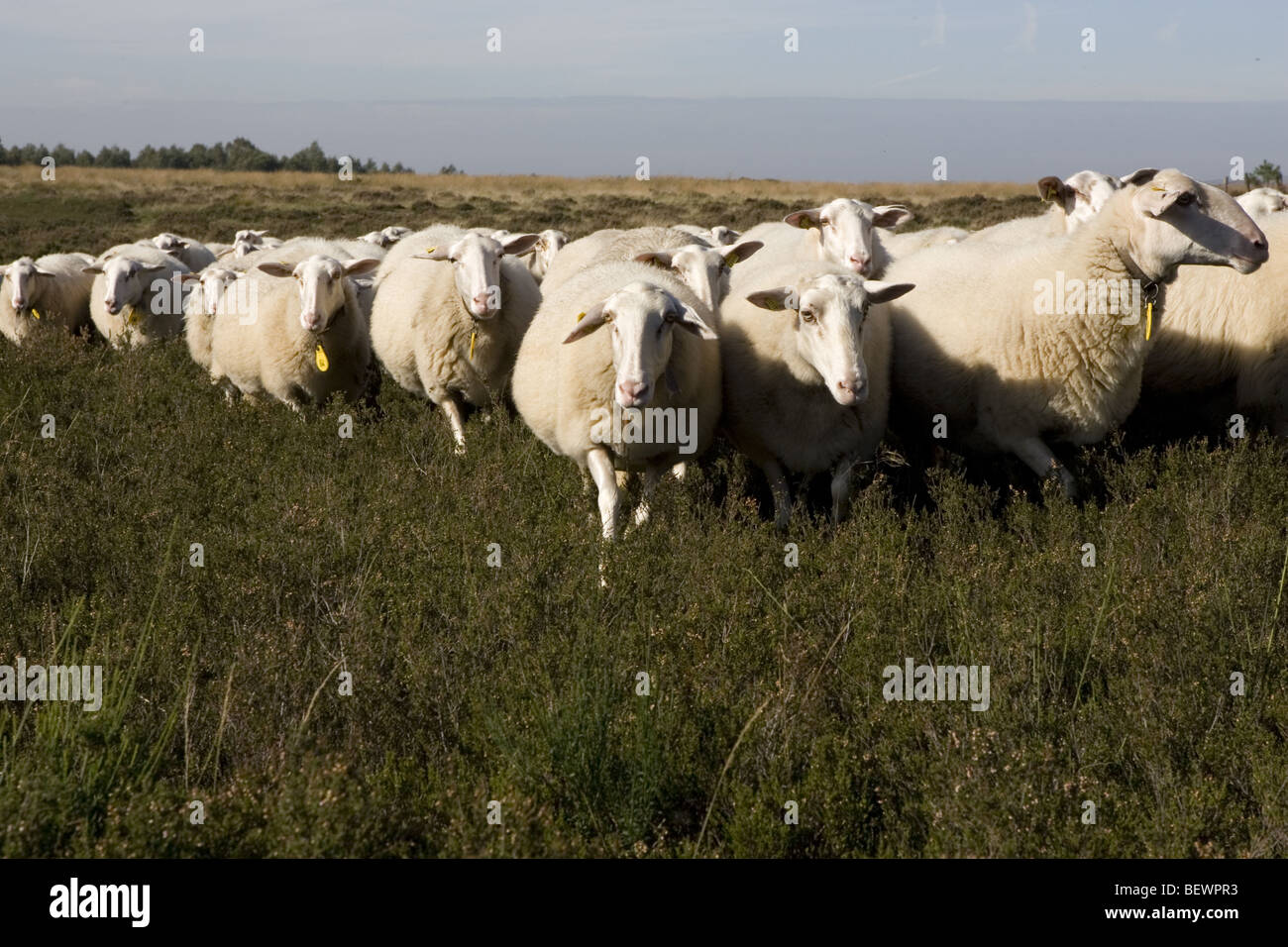 Bio sheep hi-res stock photography and images - Alamy