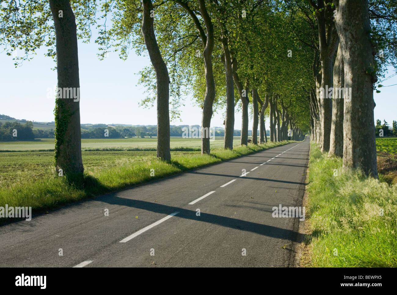 Avenue of trees alongside a road in rural France. Languedoc-Rousillon ...