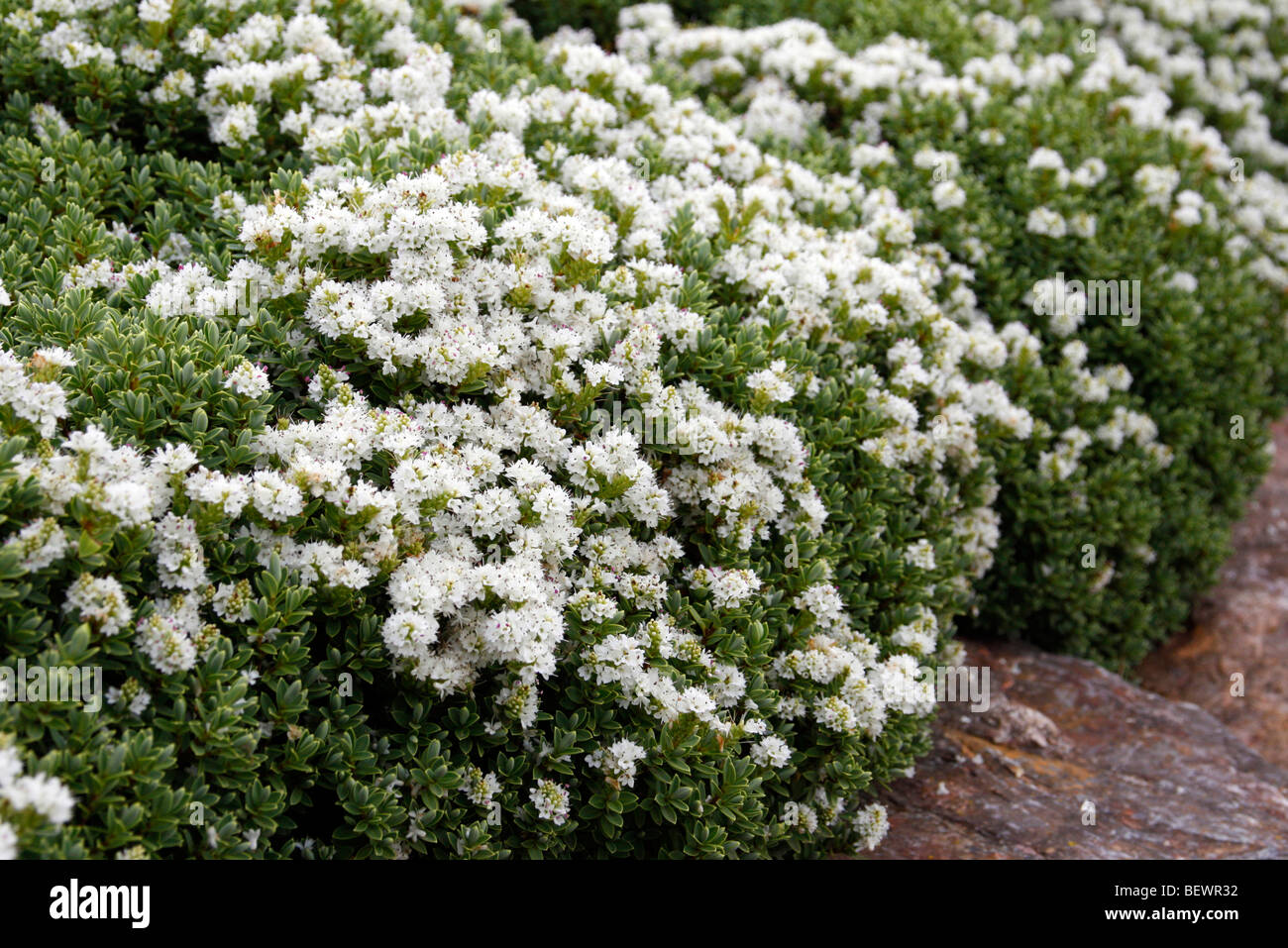 Topiaria High Resolution Stock Photography and Images - Alamy