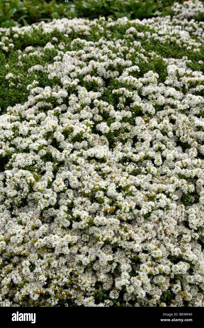 Topiaria hi-res stock photography and images - Alamy