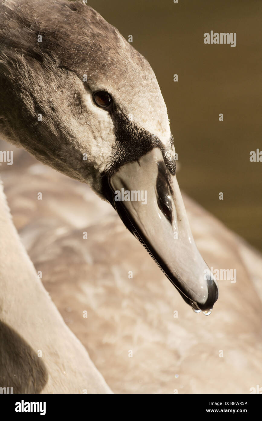 Immature Swans High Resolution Stock Photography and Images - Alamy