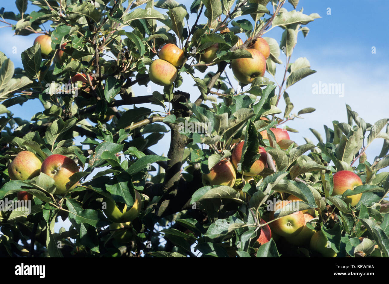 Apple Tree, Alsace, France Stock Photo - Alamy