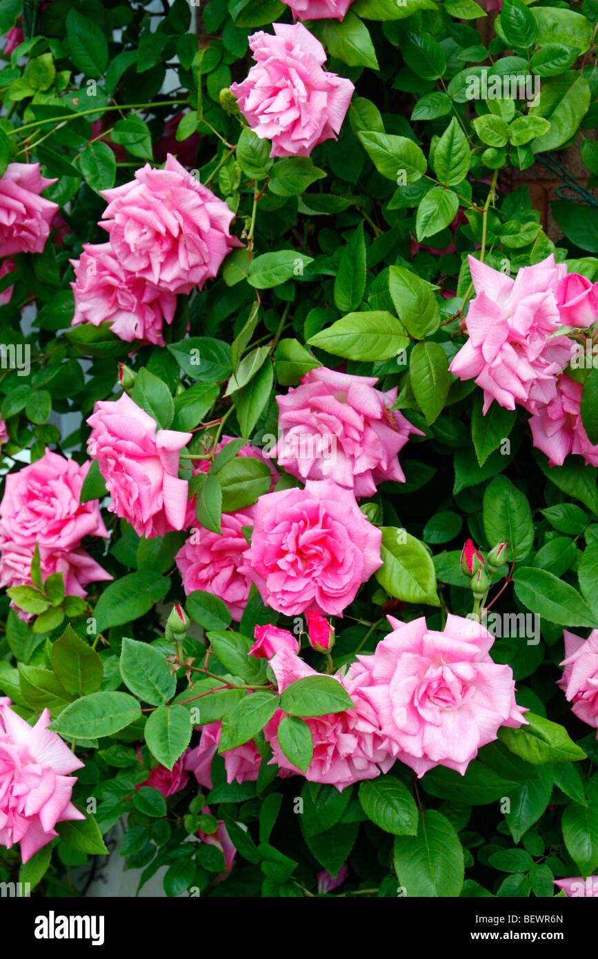 Climbing rose wall hi-res stock photography and images - Alamy