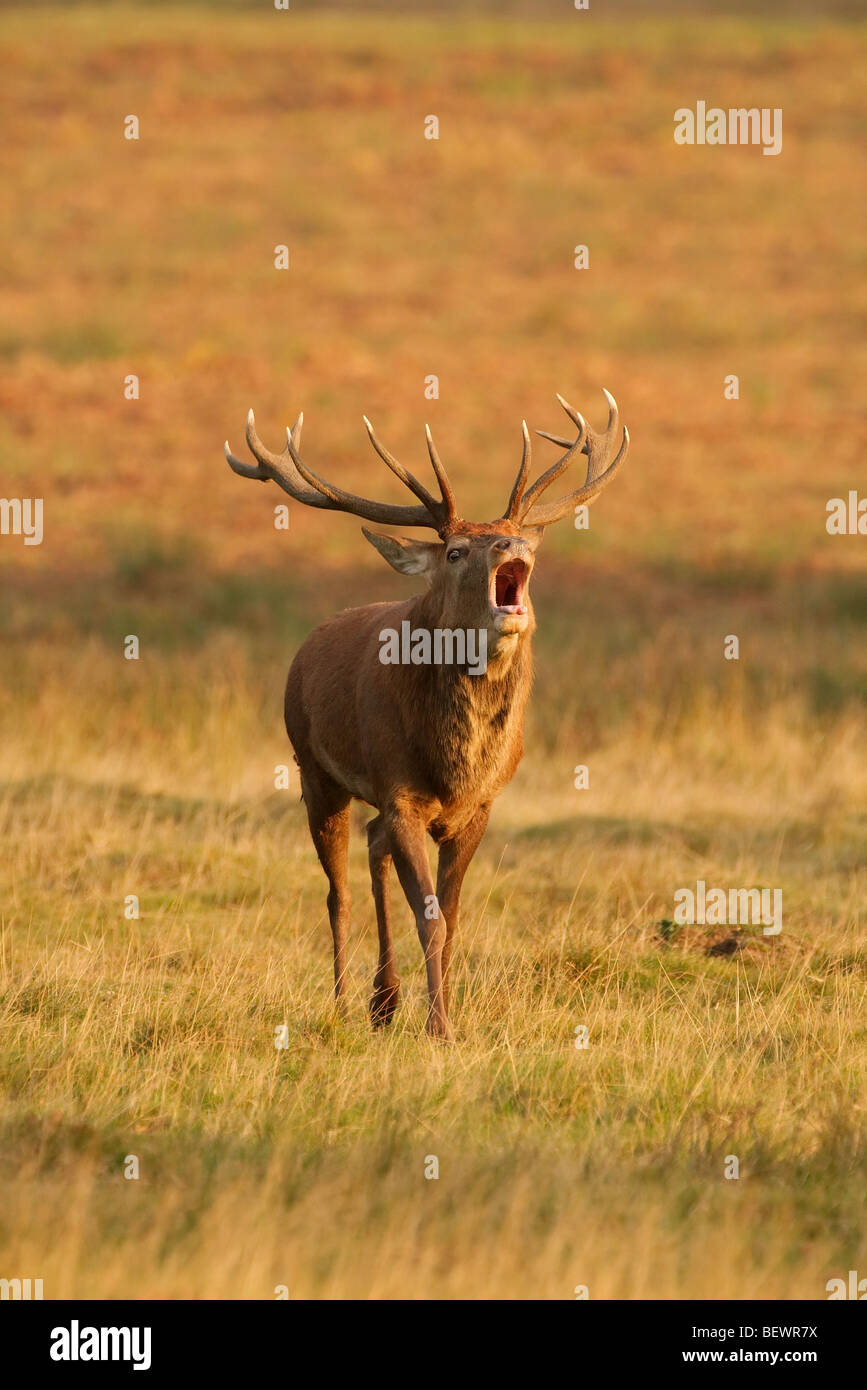 Aggressive deer hi-res stock photography and images - Alamy