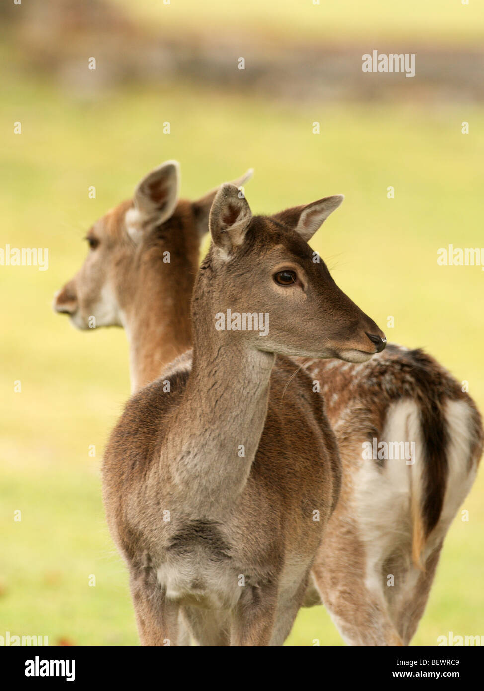 two fallow deer does watch out for danger Stock Photo - Alamy