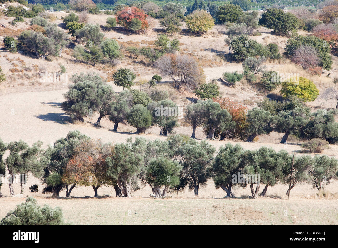 Olive Groves in Teos, Turkey. Like many parts of the mediteranean ...