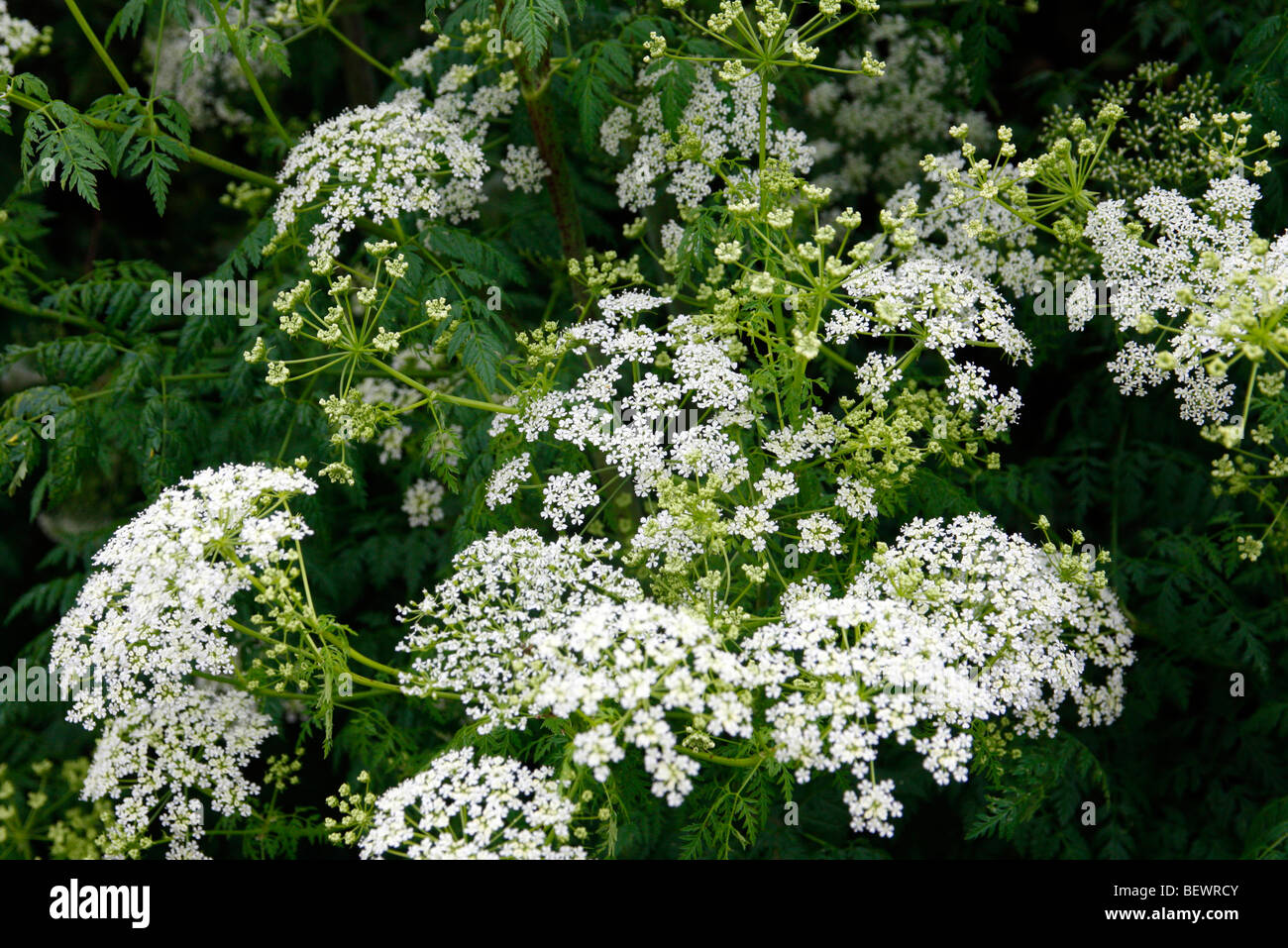 Spotted hemlock hi-res stock photography and images - Alamy