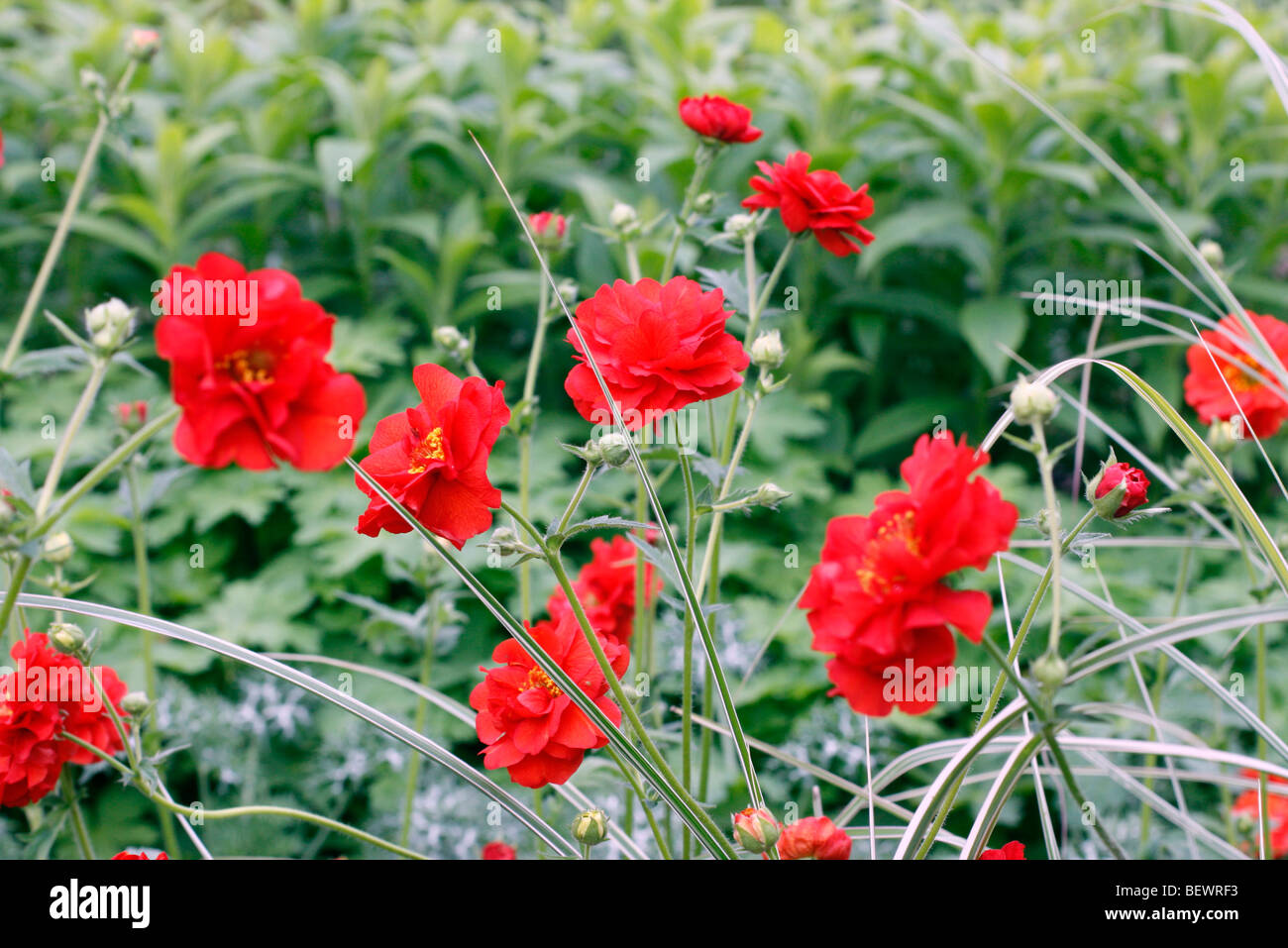 Perennial red geum hi-res stock photography and images - Alamy