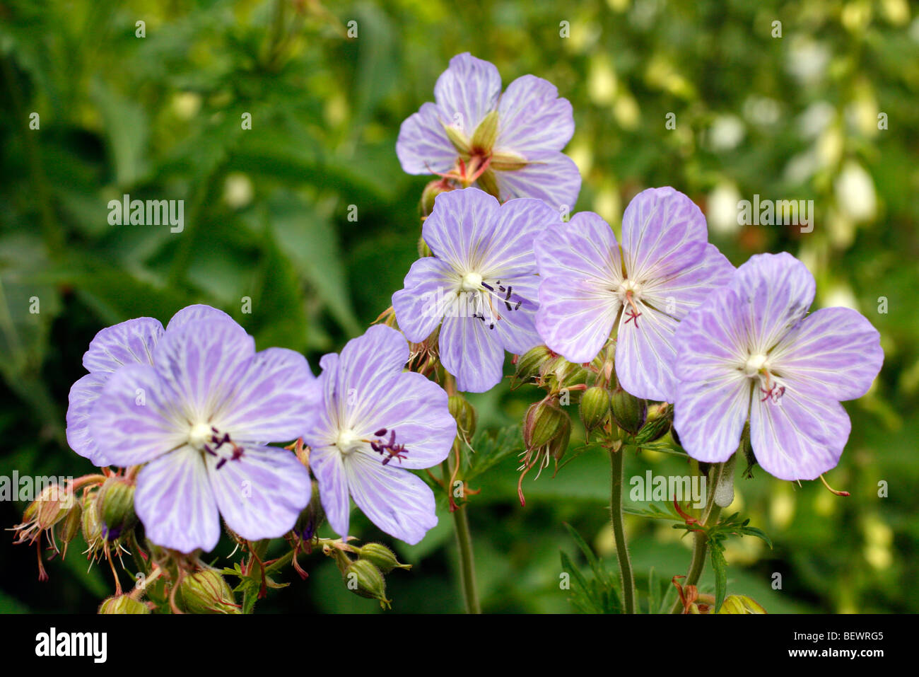 Geranium pratense ‘mrs kendall clark hi-res stock photography and ...