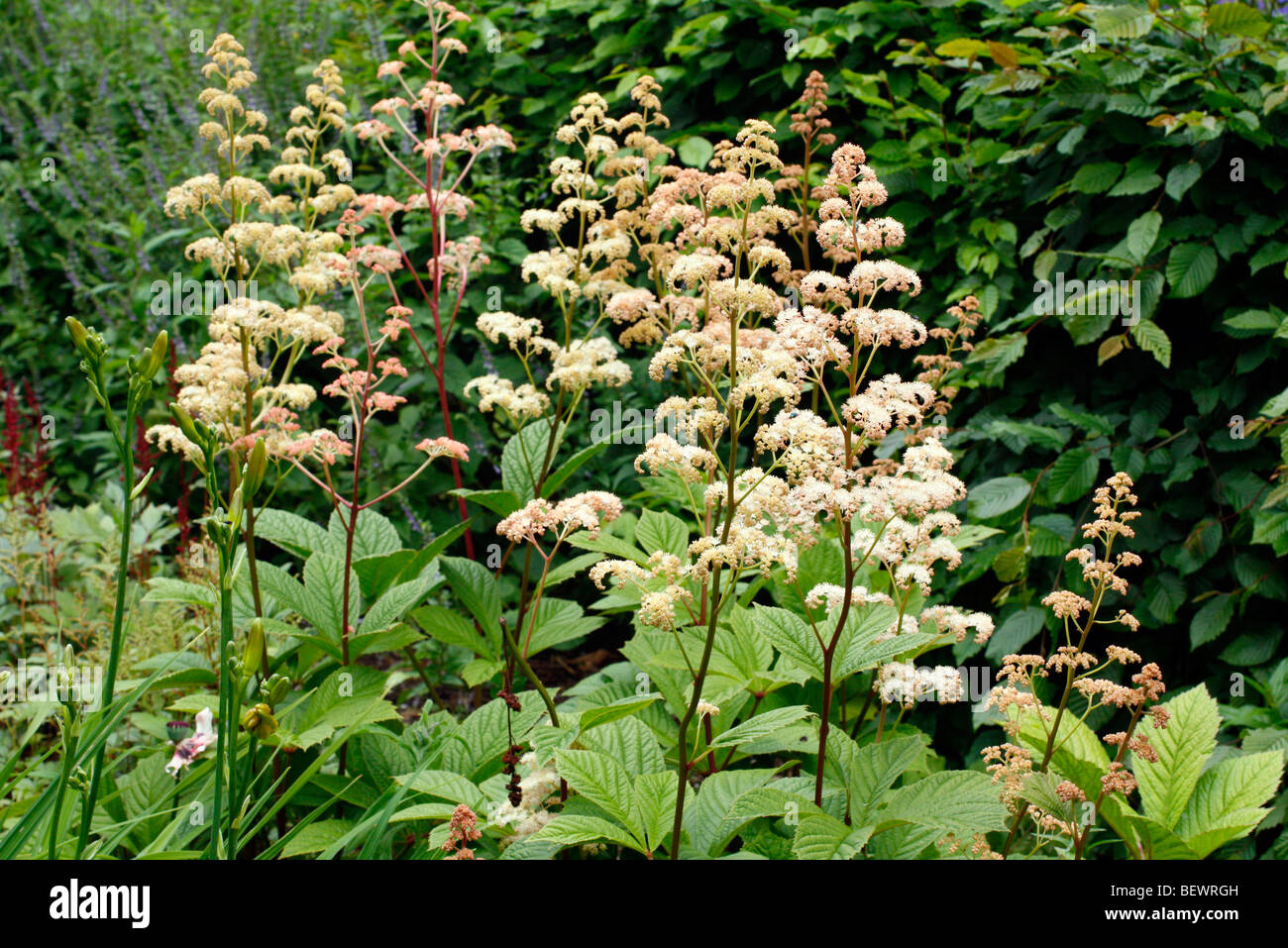 Aesculifolia hi-res stock photography and images - Alamy