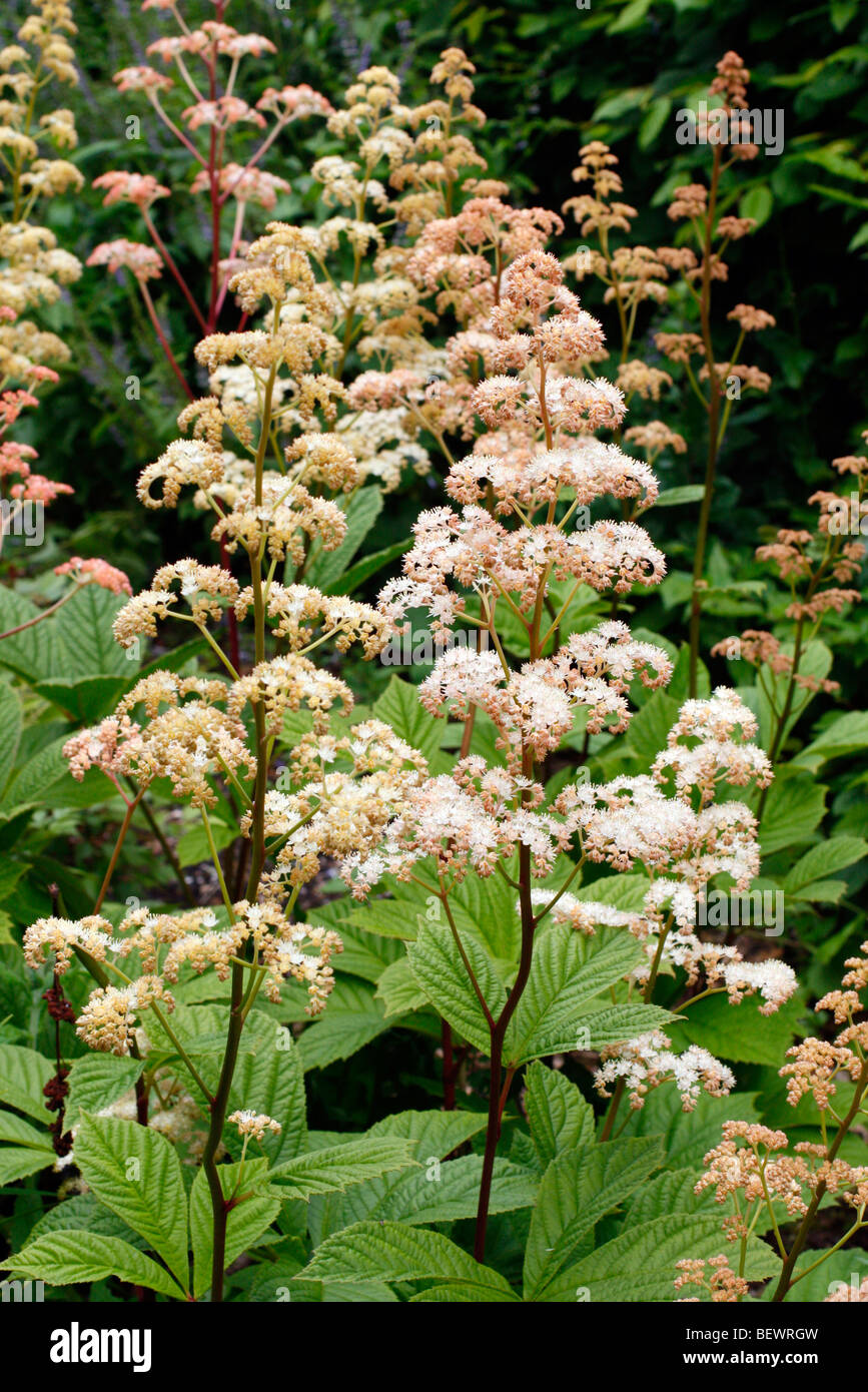 Rodgersia Aesculifolia High Resolution Stock Photography and Images - Alamy