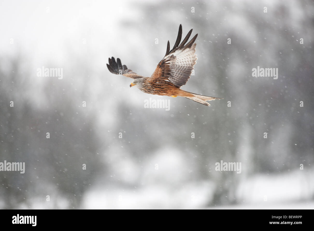 Red kite uk winter hi-res stock photography and images - Alamy