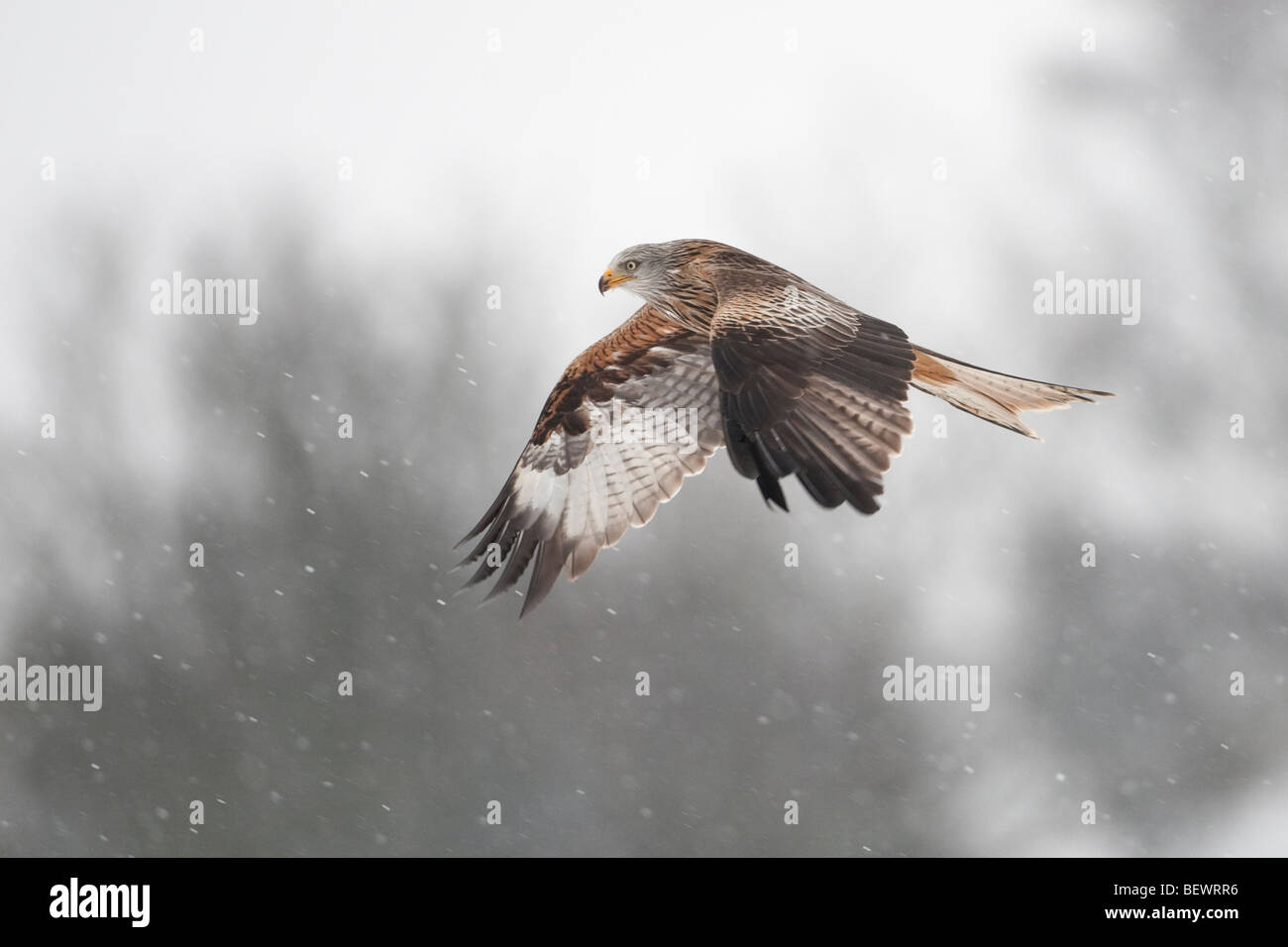 red kite flying in a snow storm Stock Photo - Alamy