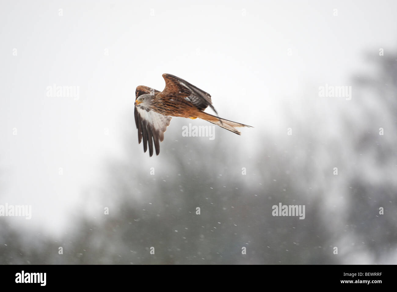 red kite in the snow Stock Photo - Alamy