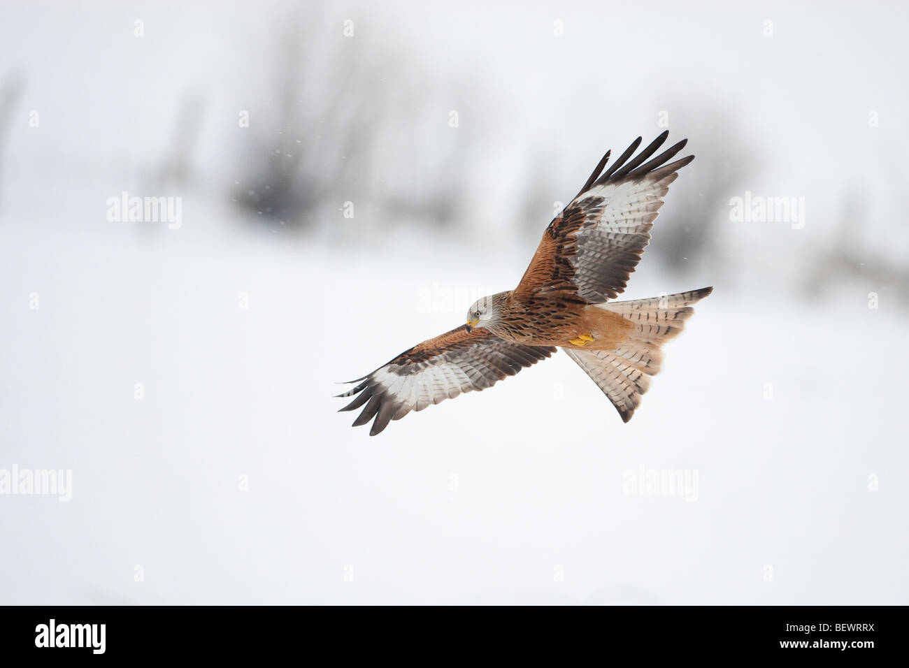 Snow kite hi-res stock photography and images - Alamy