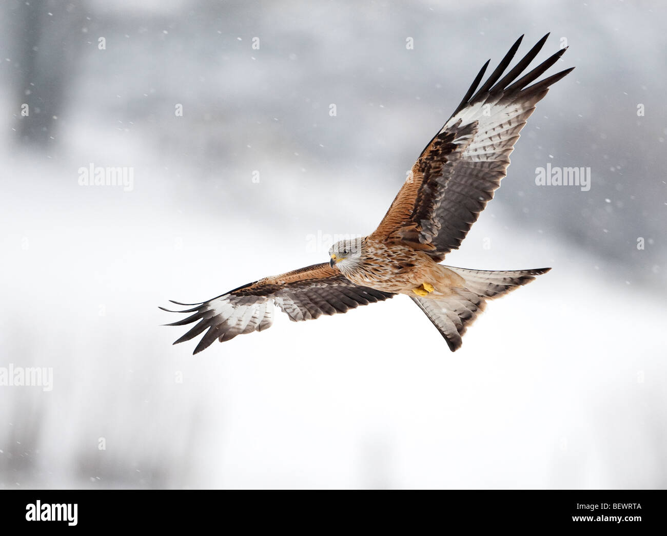 Snow kite hi-res stock photography and images - Alamy