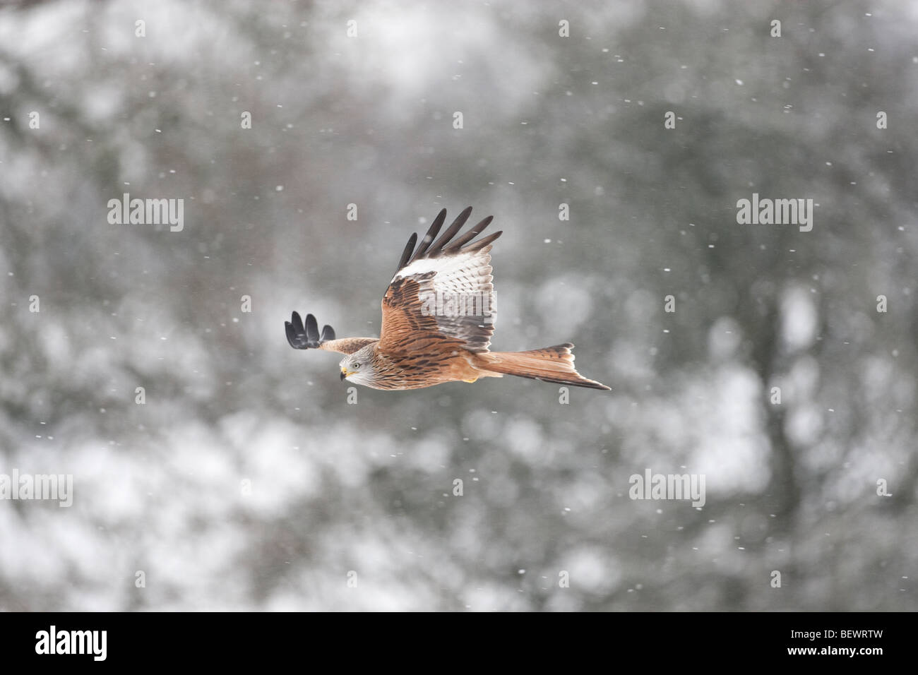 Birds snowing hi-res stock photography and images - Alamy