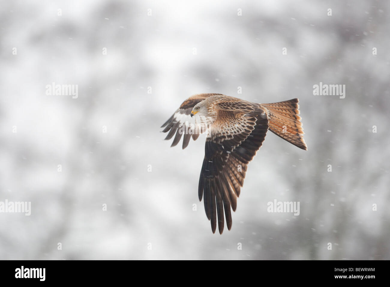 Raptor red hi-res stock photography and images - Alamy