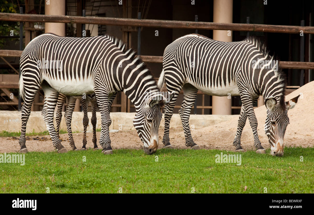 Zebra zoo hi-res stock photography and images - Alamy
