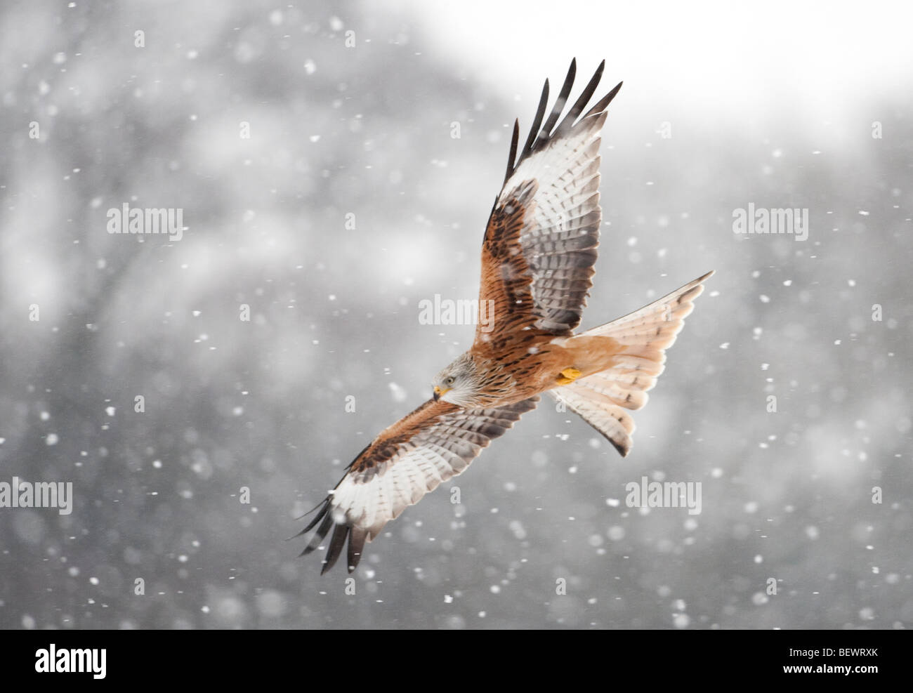 red kite flying in a snow storm Stock Photo - Alamy