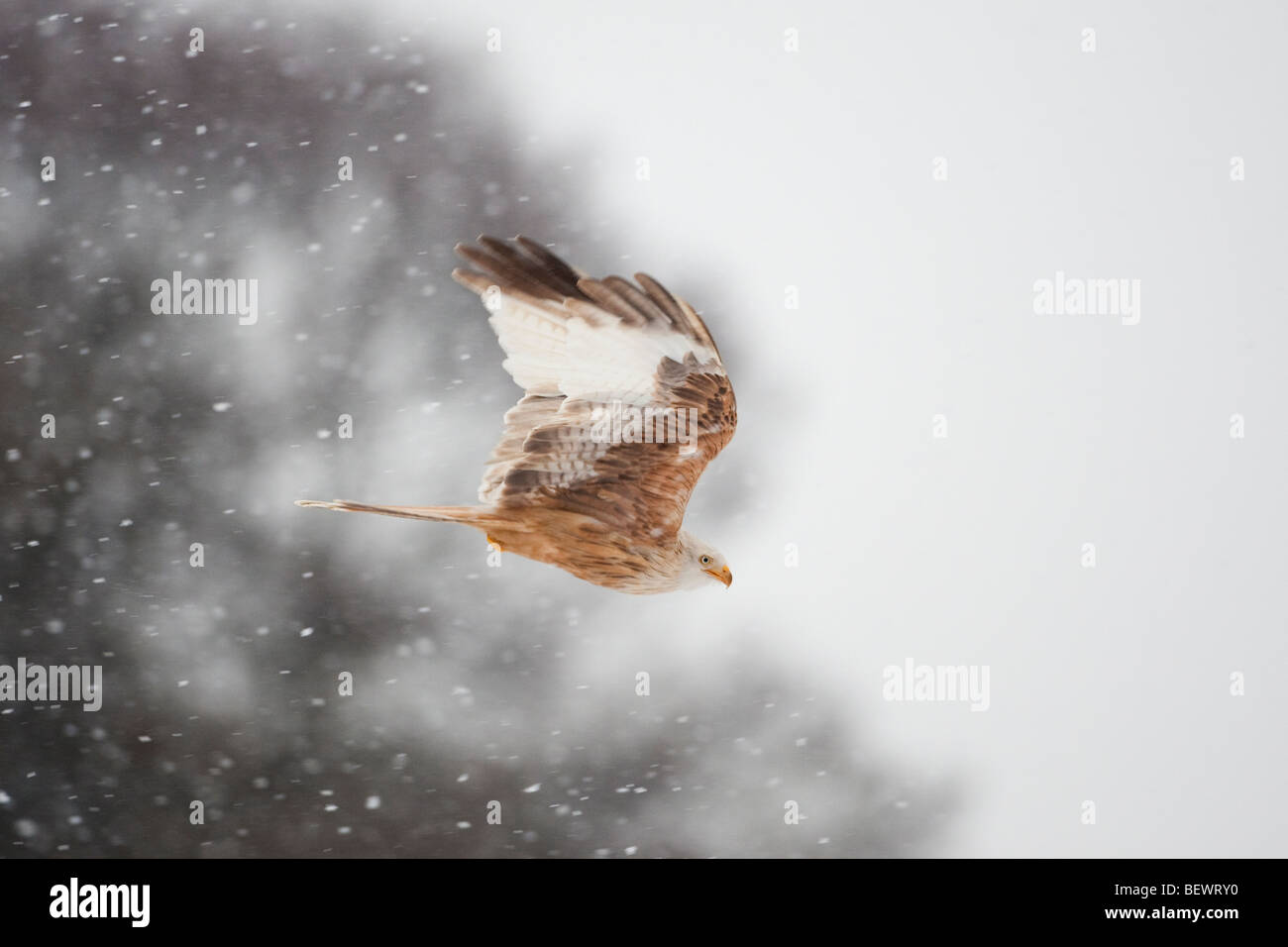 Leucistic birds hi-res stock photography and images - Alamy