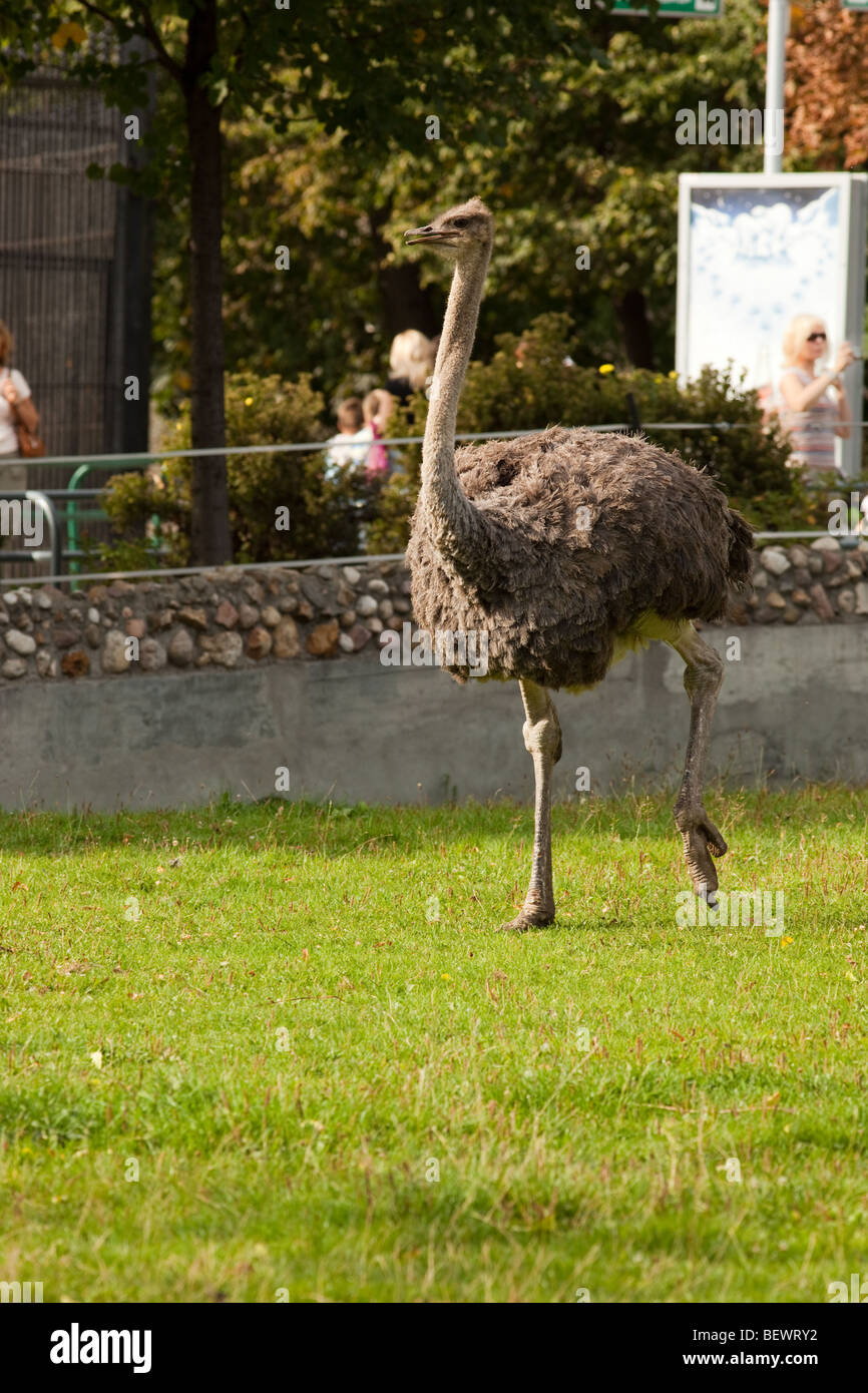 The African ostrich runs on a green grass Stock Photo - Alamy