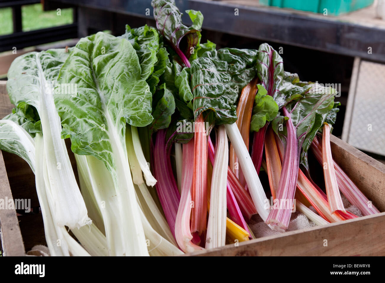 Chard and vineyard hi-res stock photography and images - Alamy
