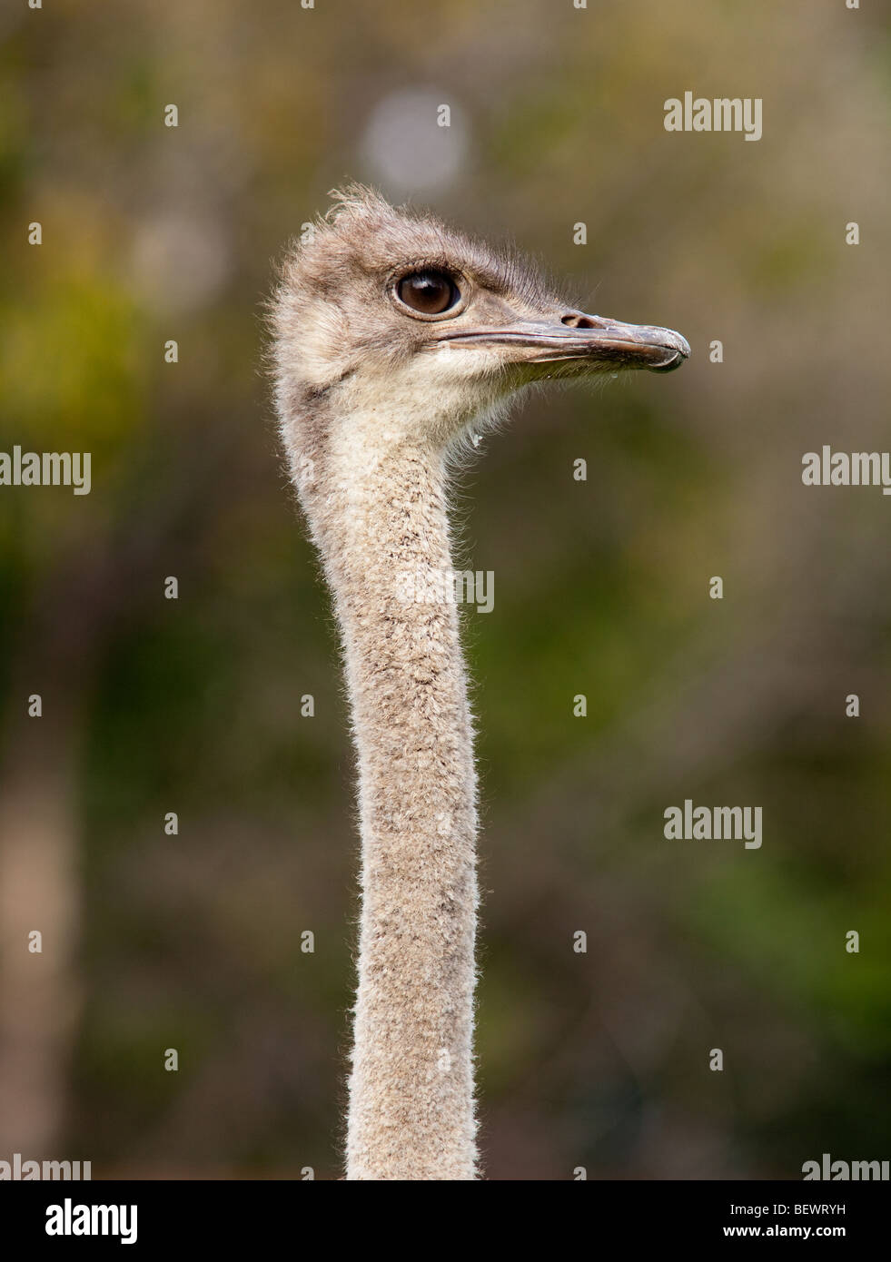 Ostrich up close hi-res stock photography and images - Alamy