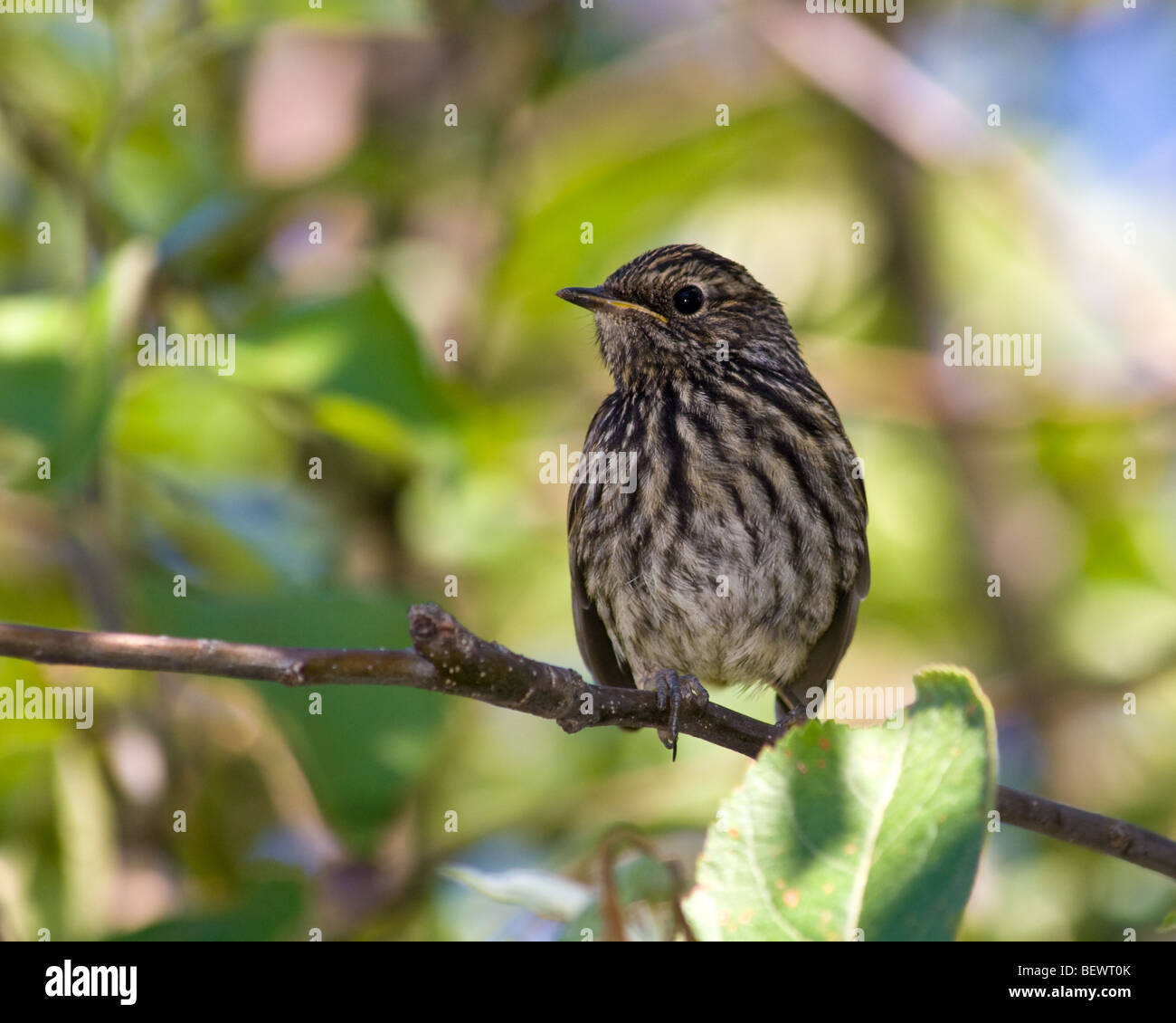 Bluethroat. The young baby bird perching on a branch of the tree Stock ...