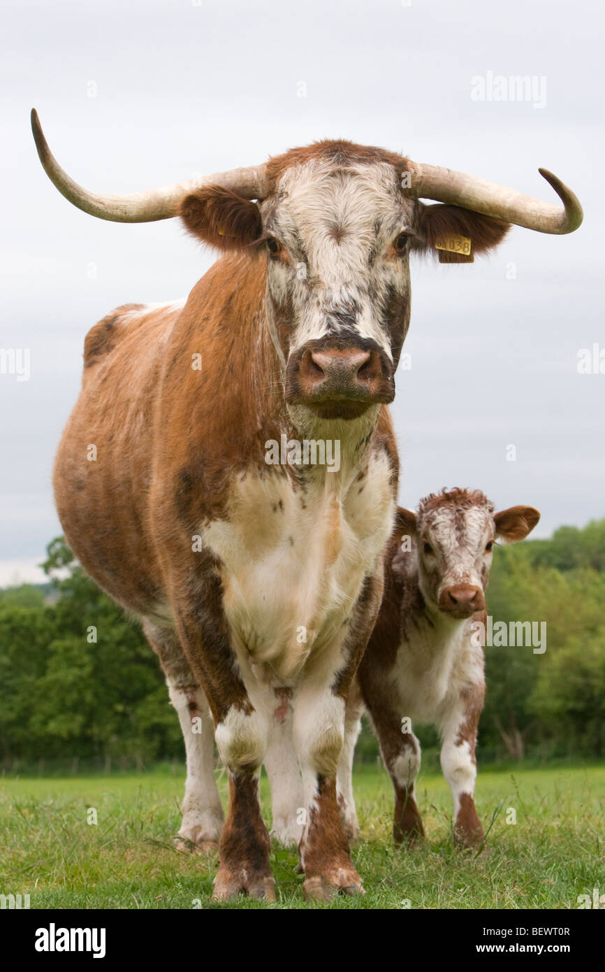 Longhorn cow with calf Stock Photo - Alamy