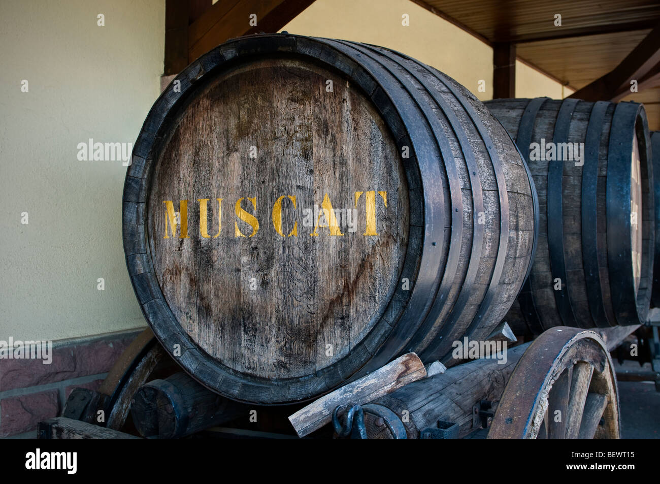 MUSCAT Traditional wine barrel 'Muscat' in typical Alsace winery France ...