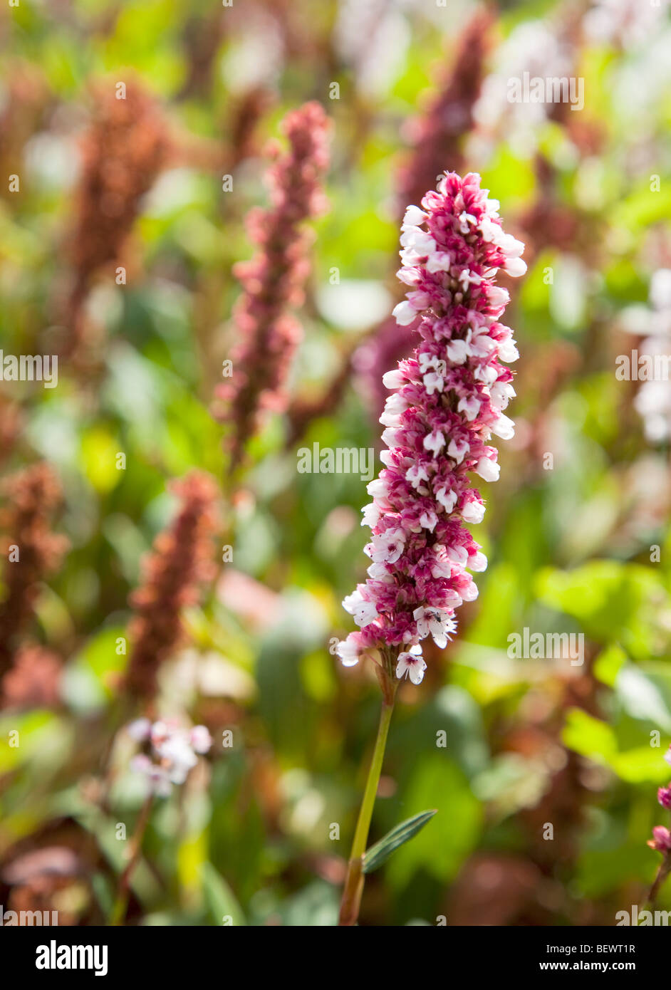 Bistort hi-res stock photography and images - Alamy
