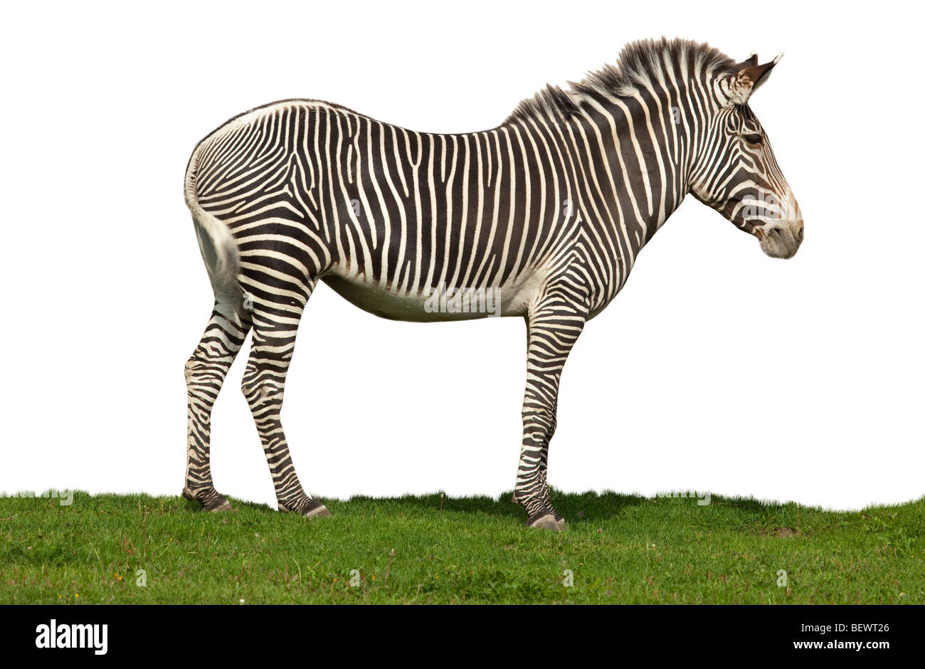Correct zebra isolated on a white background Stock Photo - Alamy