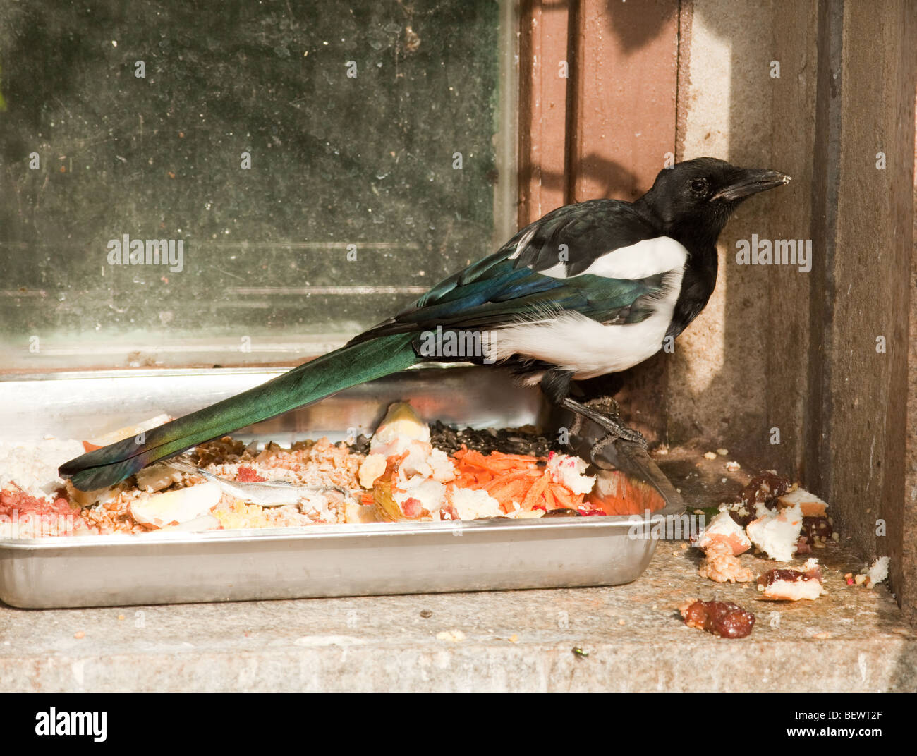 Pica pica. The bird sits in a feeding trough on a window sill Stock ...